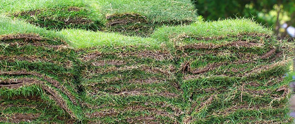 Sodding Installation Services in Apollo Beach, Ruskin, & Riverview, FL ...